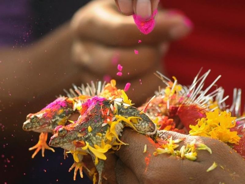 Frog Wedding in Varanasi : A One of a Kind Festival