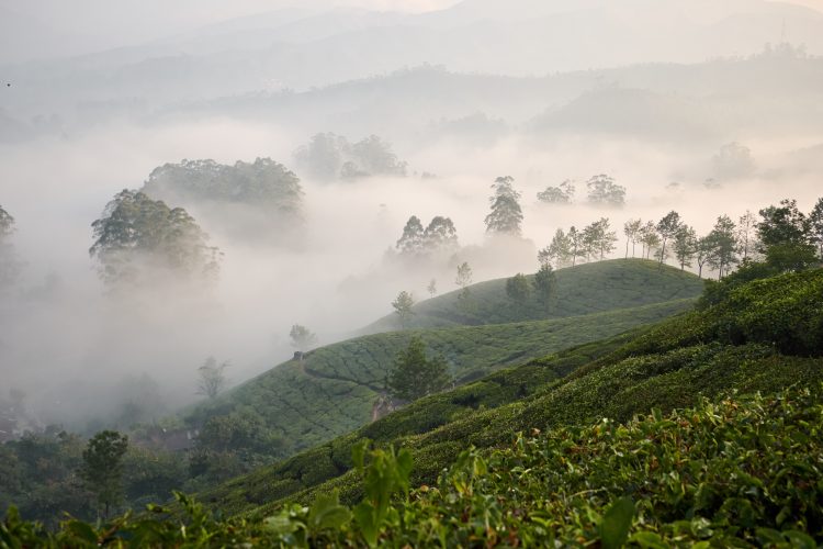All You Need To Know About Munnar, Kerala - goStops | Blog